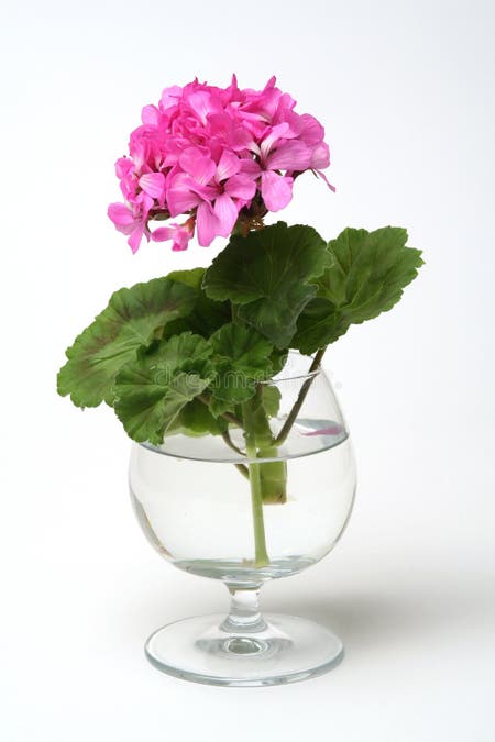 352 Geranium Border Background Stock Photos - Free & Royalty-Free Stock ...