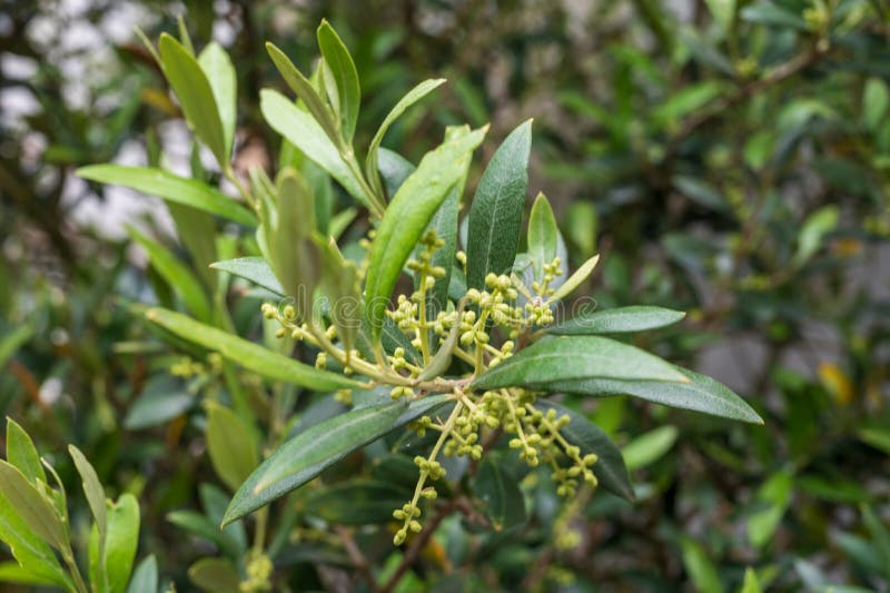 Blossoming of Green Olive Tree in Spring Stock Image - Image of bright ...