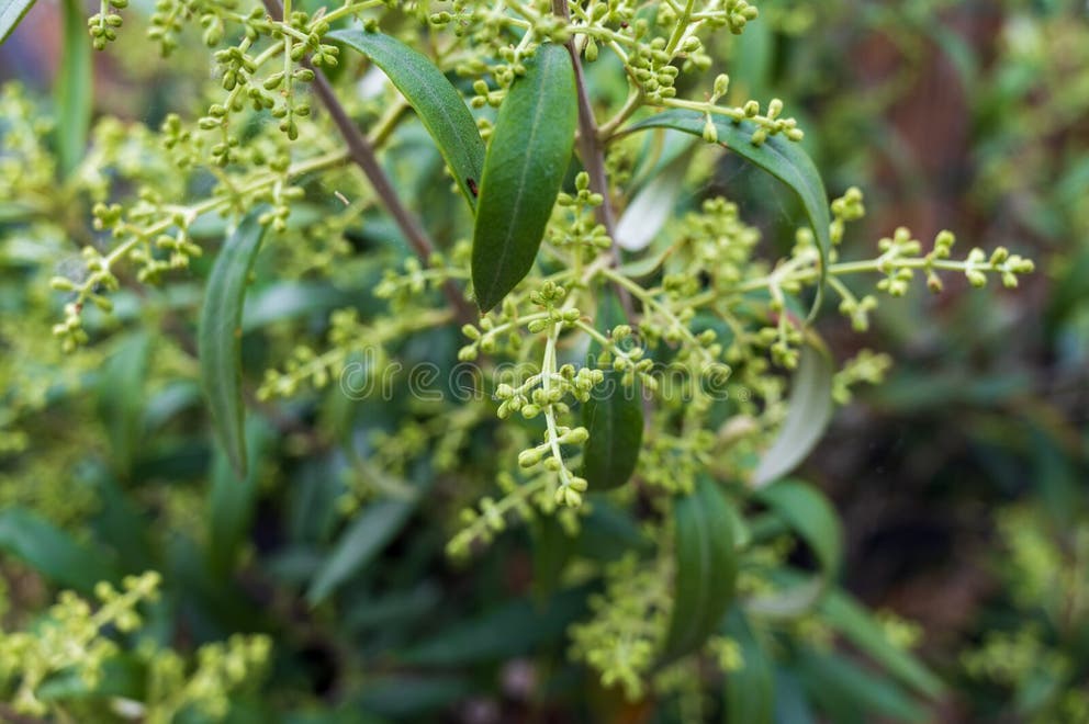 Blossoming of Green Olive Tree in Spring Stock Image - Image of ...
