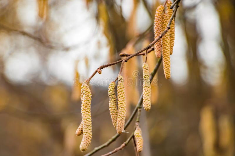 Blossoming Hazelnuts in Early Spring. Green Buds. Pollen Allergy ...