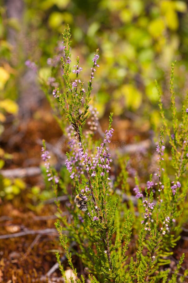 Green heather stock image. Image of heather, season, outdoors - 25287787