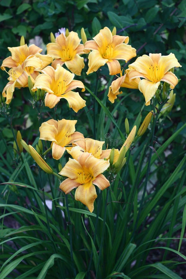 Hemerocallis Flowers Around. Stock Photo - Image of summer, yellow ...