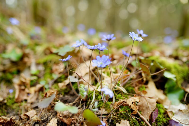 Blossoming Hepatica Flower in Early Spring in Forest Stock Image ...