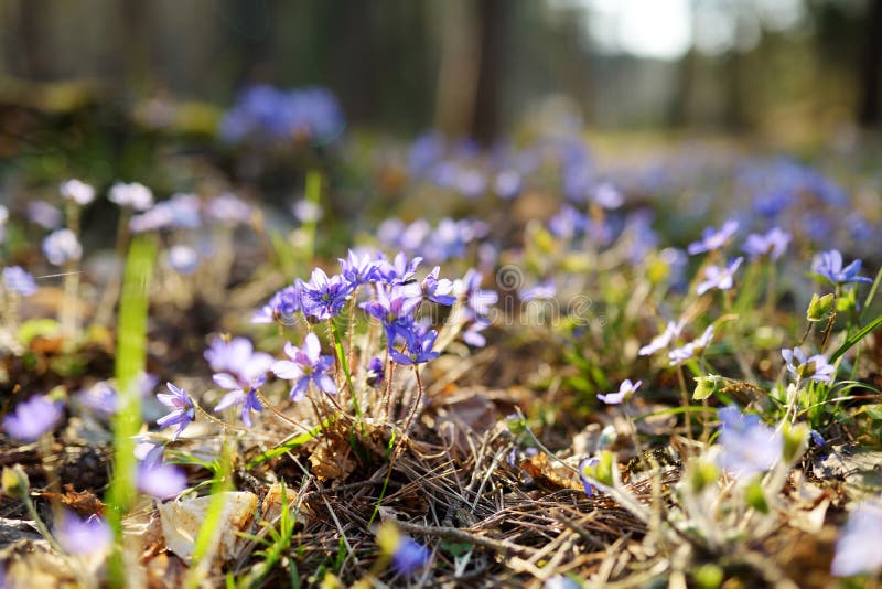 Blossoming Hepatica Flower in Early Spring in Forest Stock Photo ...