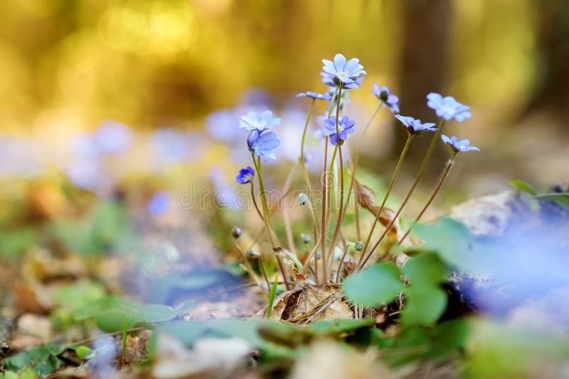 Blossoming Hepatica Flower in Early Spring in Forest Stock Photo ...