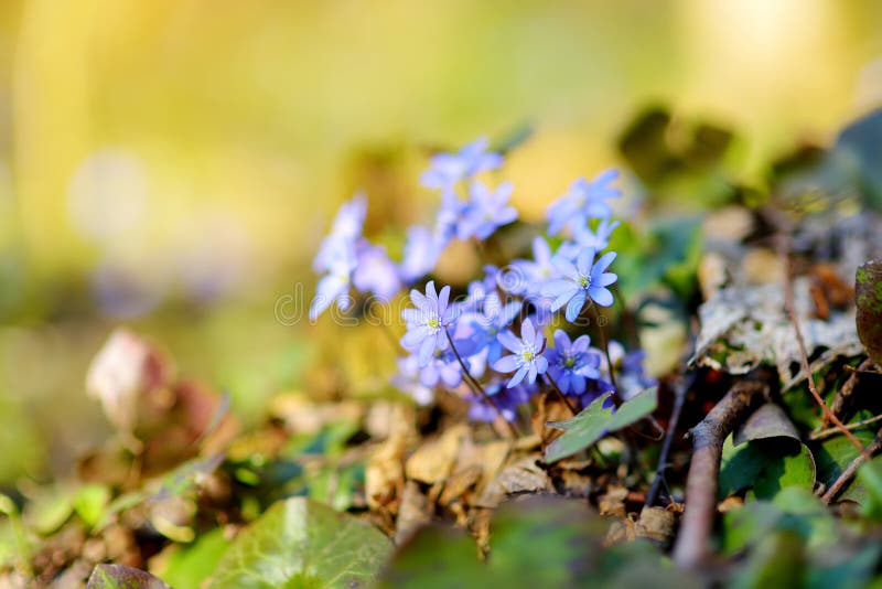 Blossoming Hepatica Flower in Early Spring in Forest Stock Image ...