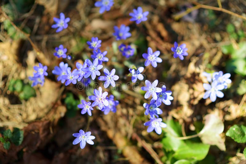 Blossoming Hepatica Flower in Early Spring in Forest Stock Image ...