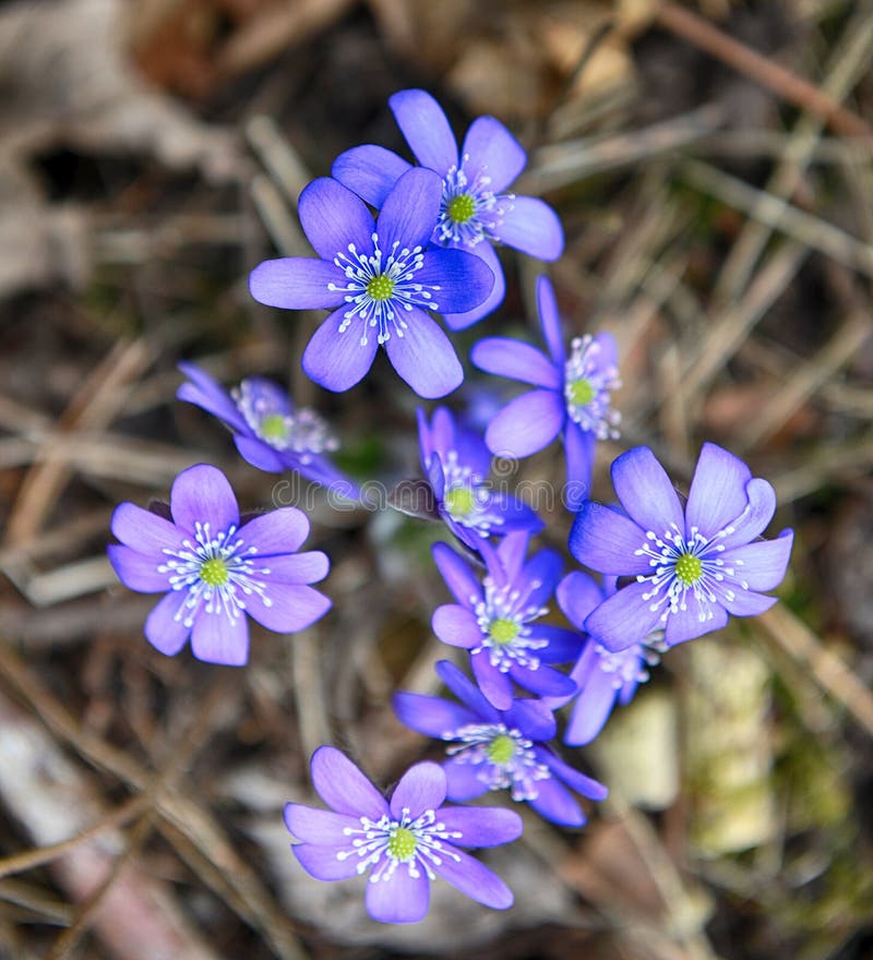 Blue Spring Flower Picture. Image: 2180160