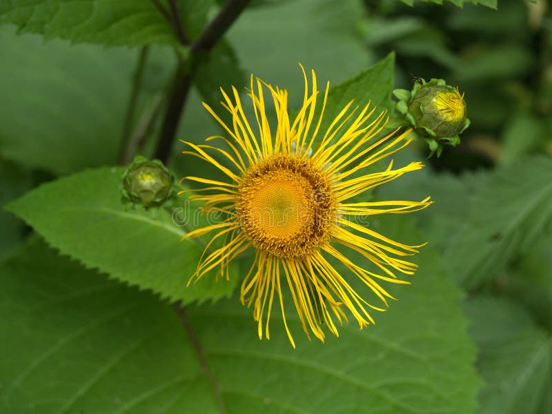 Blossoming High Inula Helenium L. Stock Image - Image of medicinal ...