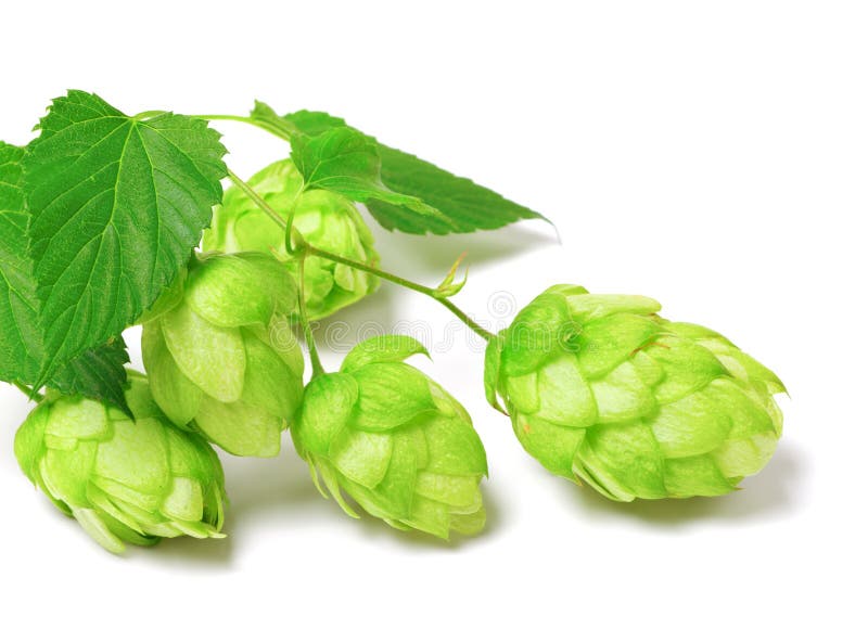 Blossoming hop on white stock photo. Image of background - 42953760