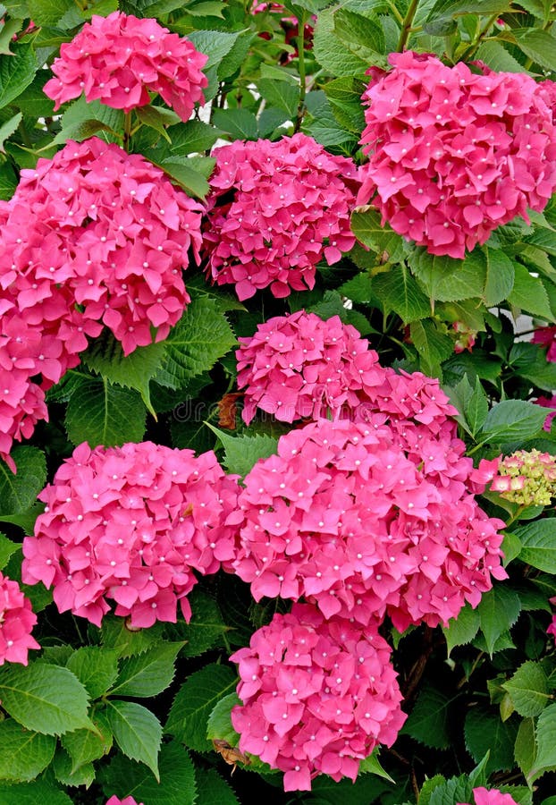 The Blossoming Hydrangea of Color a Fuchsia Hydrangea L Stock Image ...