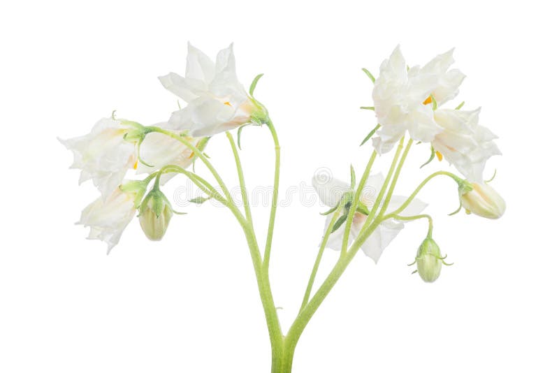 Blossoming Isolated Pure White Potato Plant Stock Image - Image of ...