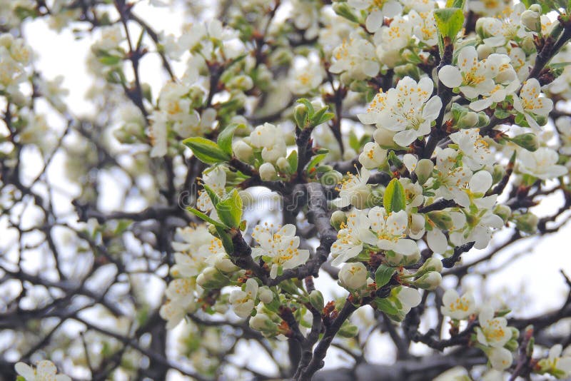 Blossoming Large Cherry Trees Stock Photo - Image of april, macro ...