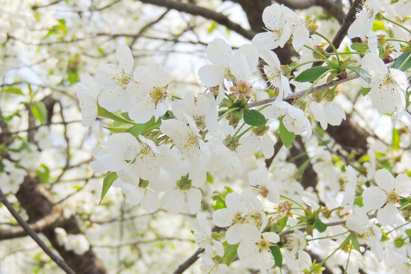 Blossoming Large Cherry Tree Stock Photo - Image of close, closeup ...