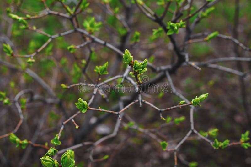 Blossoming Leaves in Spring Stock Image - Image of blossoming, morning ...