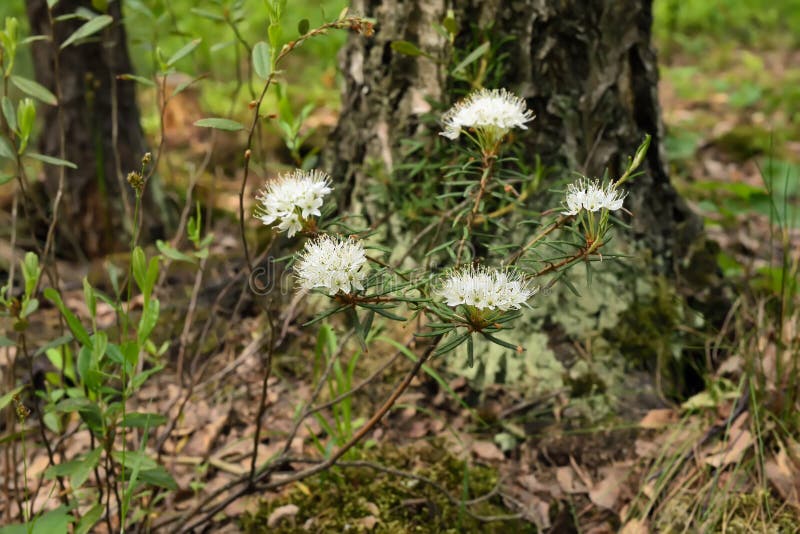 Blossoming Ledum Palustre Plant Stock Photo - Image of white, flower ...