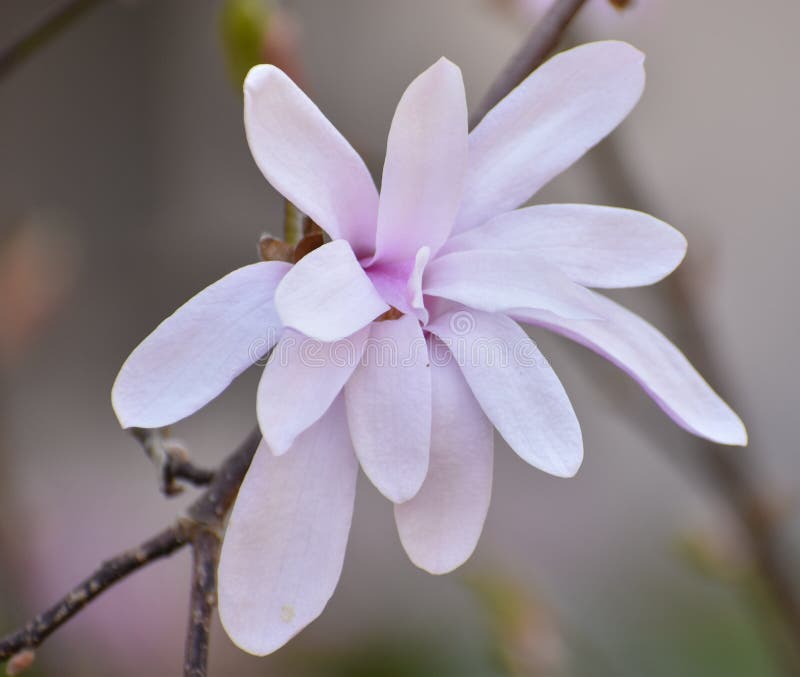 Blossoming Light Pink Magnolia Flower Closeup Stock Image - Image of ...