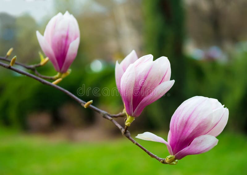 Blossoming Magnolia Flowers Stock Image - Image of green, april: 39372235
