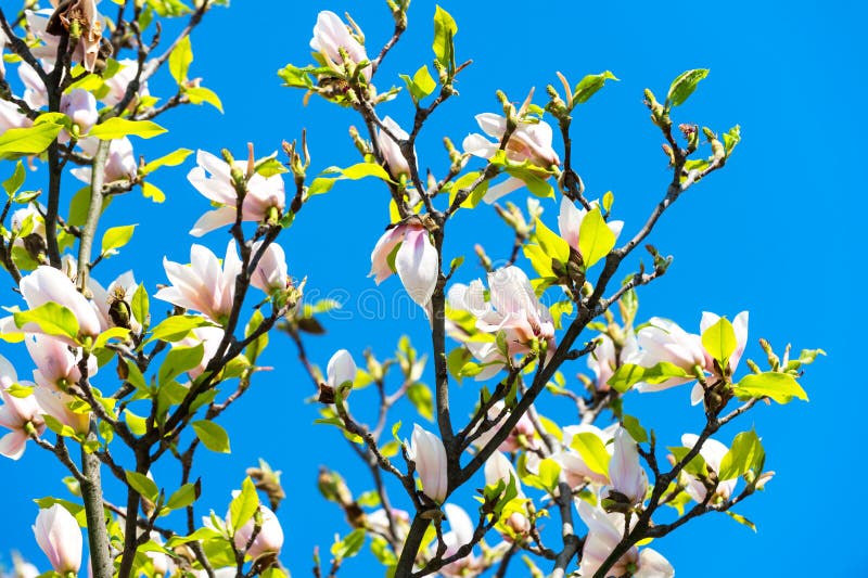 Blossoming of Magnolia Trees Against Blue Sky during Spring Stock Image ...