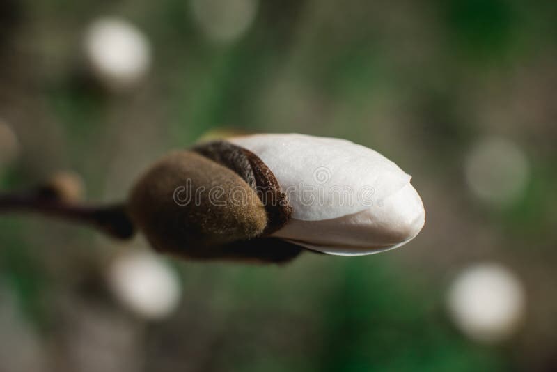 Blossoming of Magnolia Trees during Spring. Single Flower Stock Photo ...