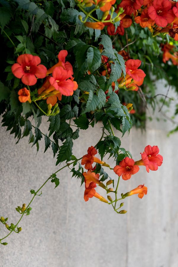 Blossoming morning glory stock image. Image of leaves - 150074431
