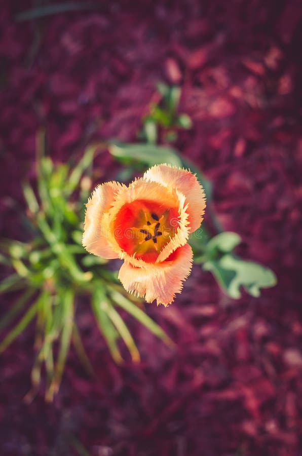 A Tulip with View from Below into the Blue Sky Stock Image - Image of ...