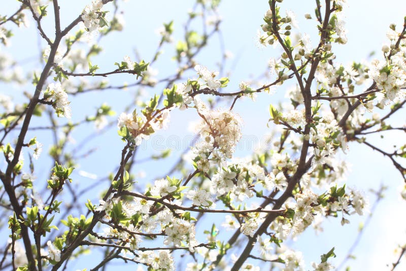 Blossoming Orchard in the Spring. Blooming Plum Orchard Tree on a Blue ...