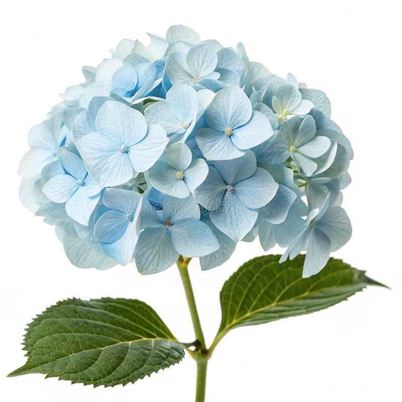 Blossoming Pastel Blue Hydrangea Isolated on Transparent Background ...