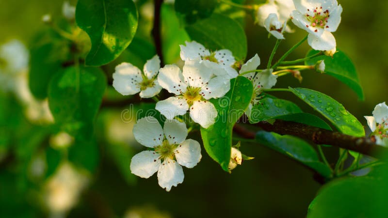 Blossoming pear-tree stock image. Image of white, tree - 54666679