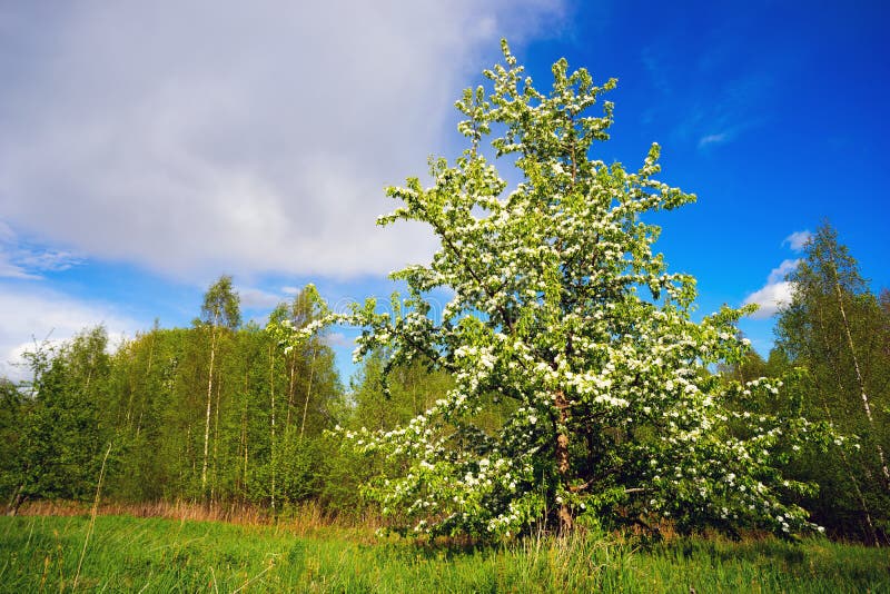 The Blossoming Pear Tree in the Field. Stock Photo - Image of branch ...