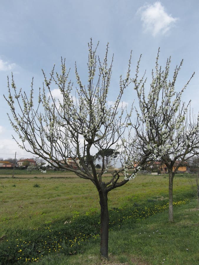 Blossoming Pear Tree in the Garden . Tuscany, Italy Stock Image - Image ...