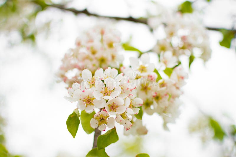 A Blossoming Pear Tree in Springtime. Delicate Flowering and the Heady ...