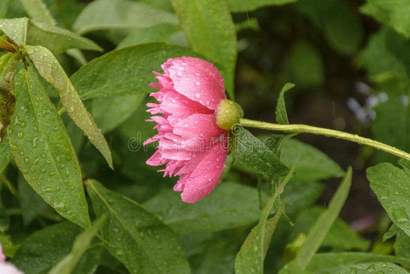 Blossoming Peony Flowers after Rain in Drops of Water Stock Image ...