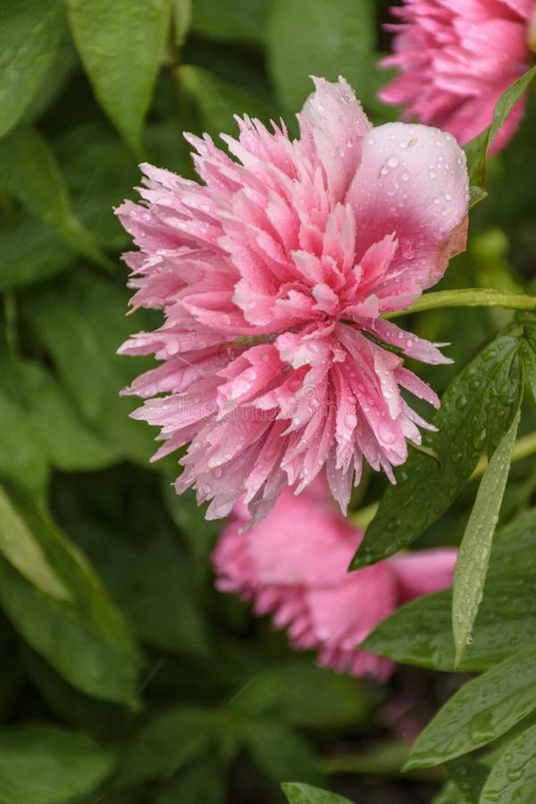 Blossoming Peony Flowers after Rain in Drops of Water Stock Image ...