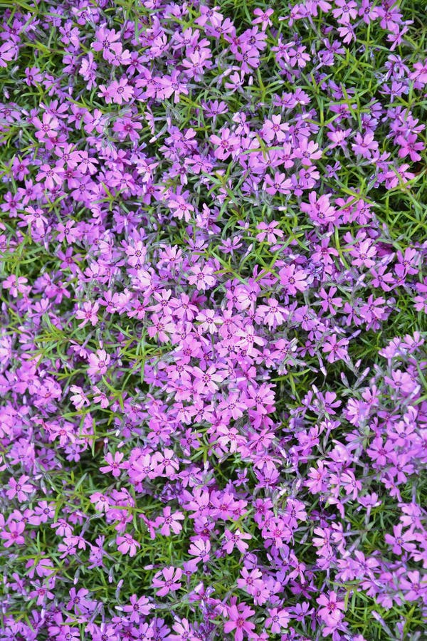 Phlox Awl-shaped Phlox Subulata Close-up. Purple Flowers on a ...
