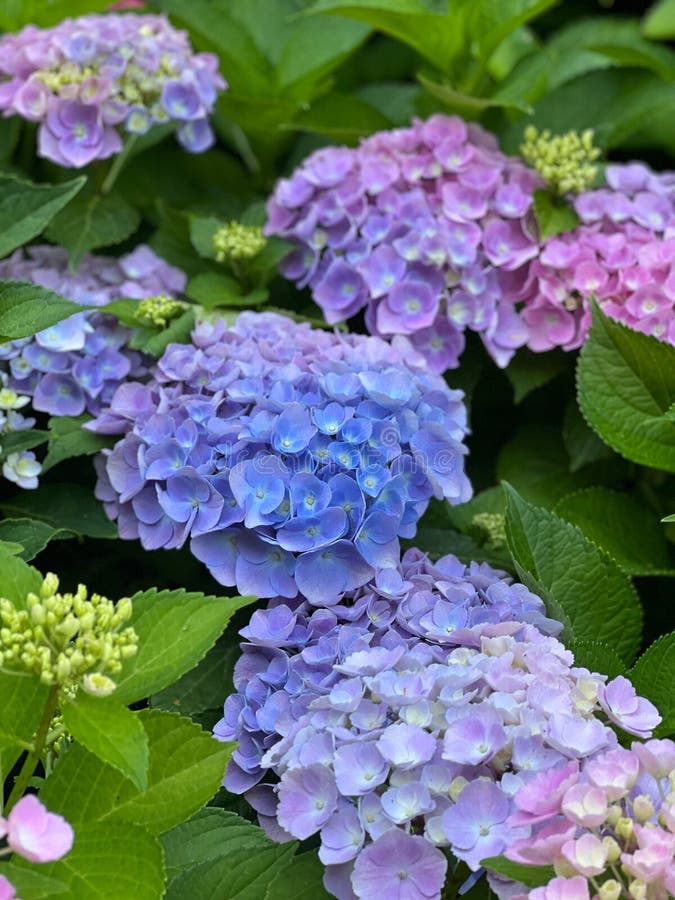 Pink and blue hydrangea stock photo. Image of blossom - 250795812