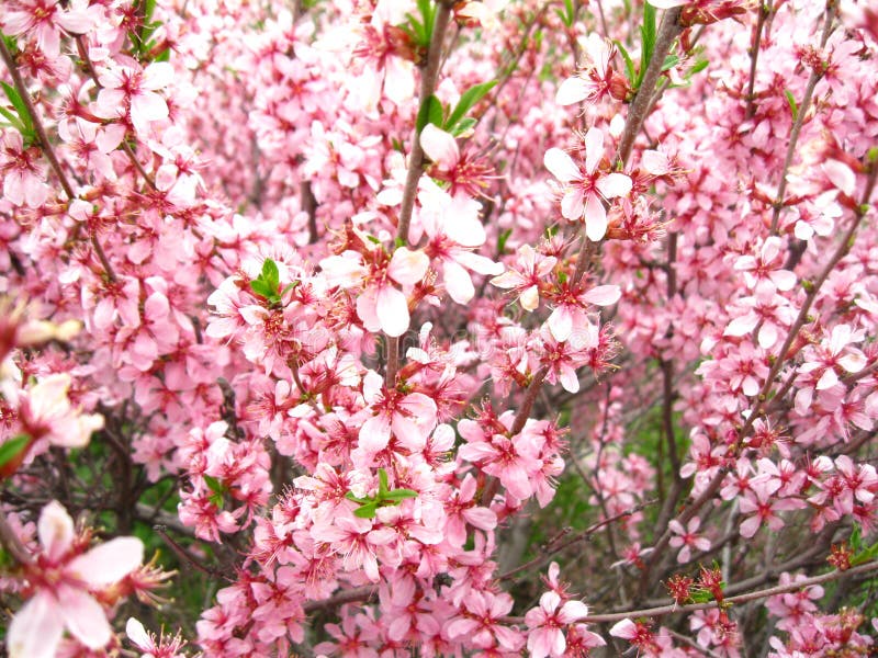 Blossoming Pink Bush in the Spring. Stock Photo - Image of plant, pink ...