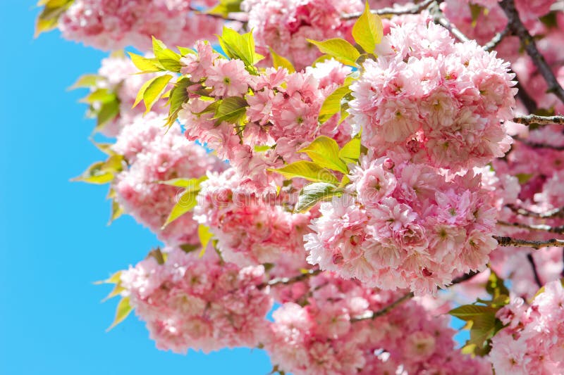 180,160 Pink Cherry Bloom Stock Photos - Free & Royalty-Free Stock ...