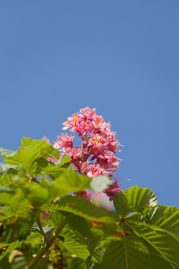 Blossoming pink chestnut stock image. Image of foliage - 29011463