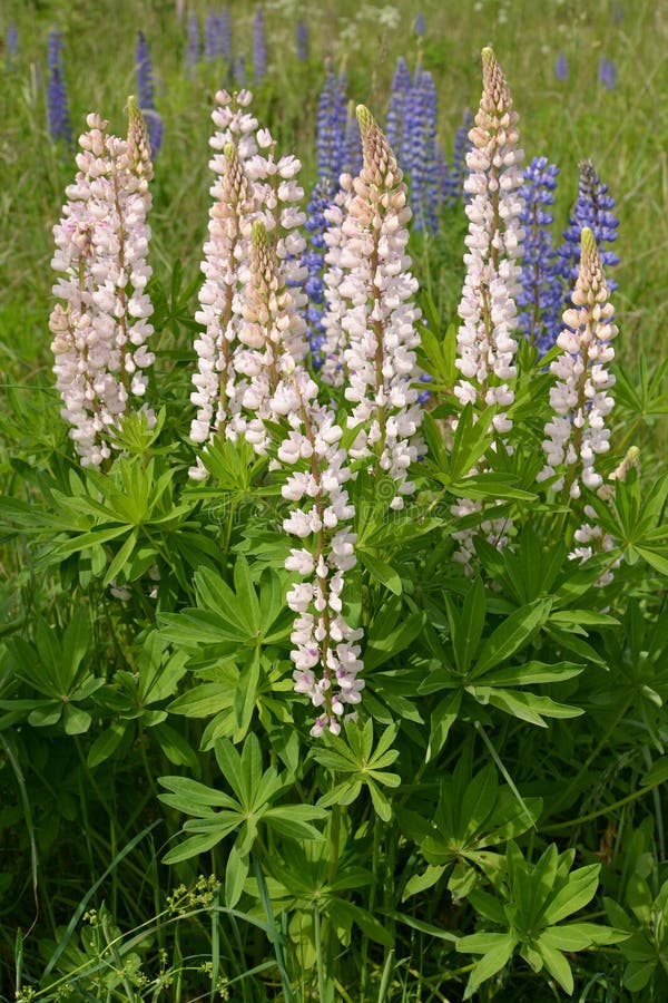 Blossoming Pink Lupine Multi-leaved (Lupinus Polyphyllus Lindl. Stock ...