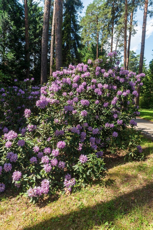 Blossoming Pink Rhododendron Shrub in Public Park with Footpath Stock ...