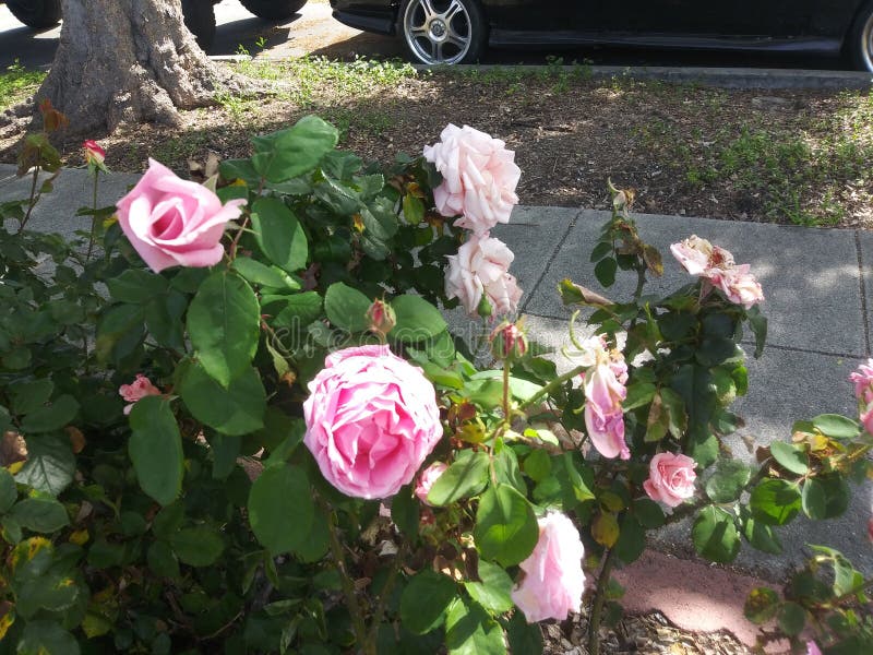 Blossoming Pink Rose Bush stock photo. Image of rose - 170730620