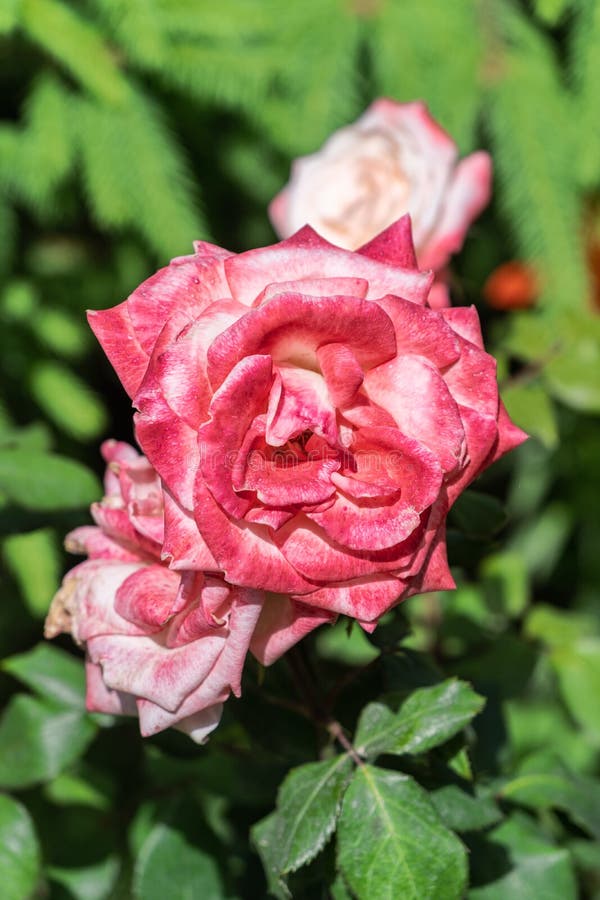 Blossoming Pink Rose in Summer Garden, Natural Light,vertical Stock ...