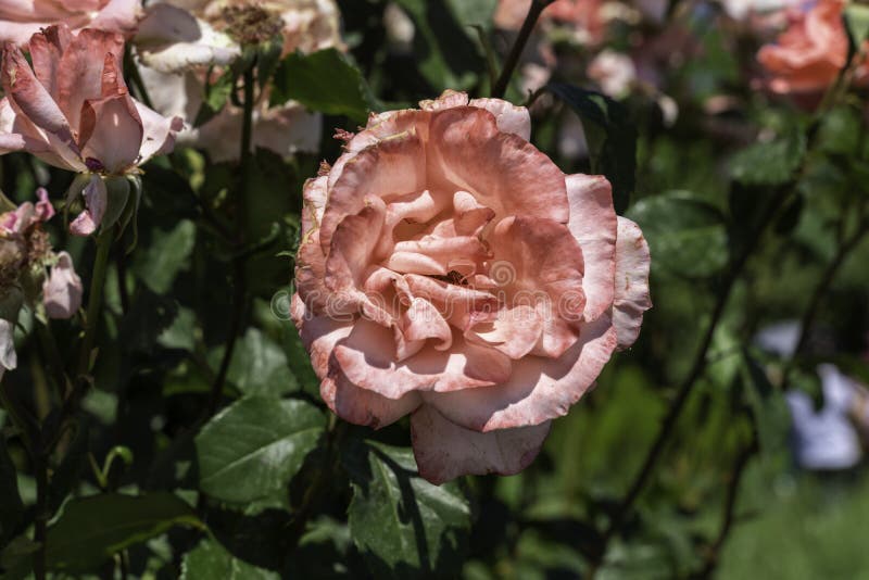 Blossoming Pink Rose in Summer Garden, Natural Light,vertical Stock ...