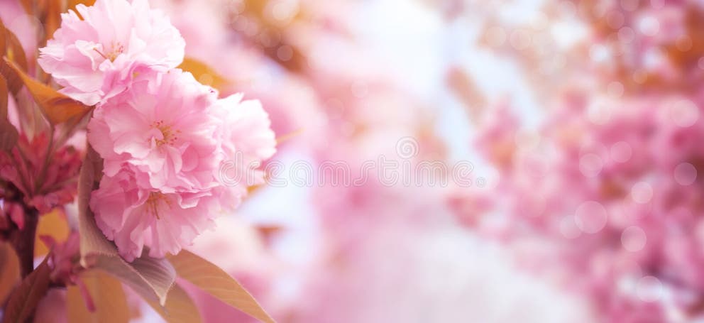 Blossoming Pink Sakura Tree, Banner Design. Springtime Stock Photo ...