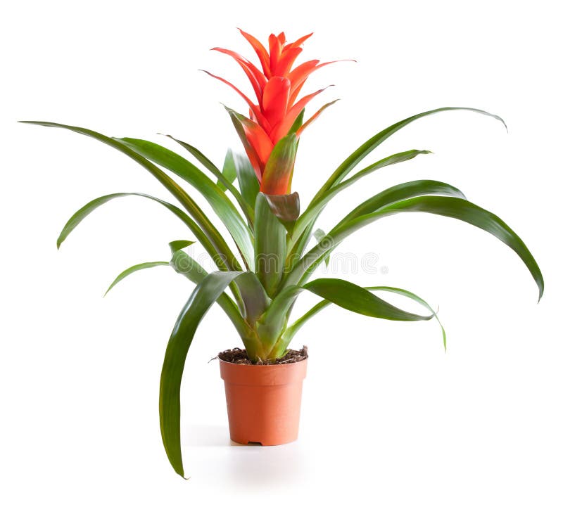 Guzmania in bloom stock photo. Image of perennial, bright - 175641510
