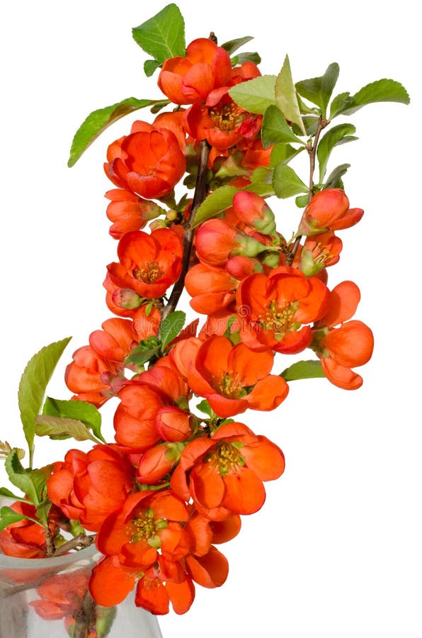 Blossoming quince branch stock image. Image of beauty - 41689755