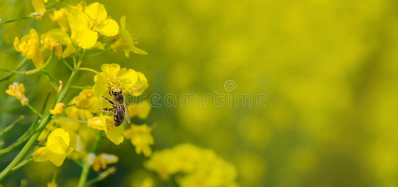 Blossoming Rapeseed Field in Spring with a Bee Full of Pollen Stock ...