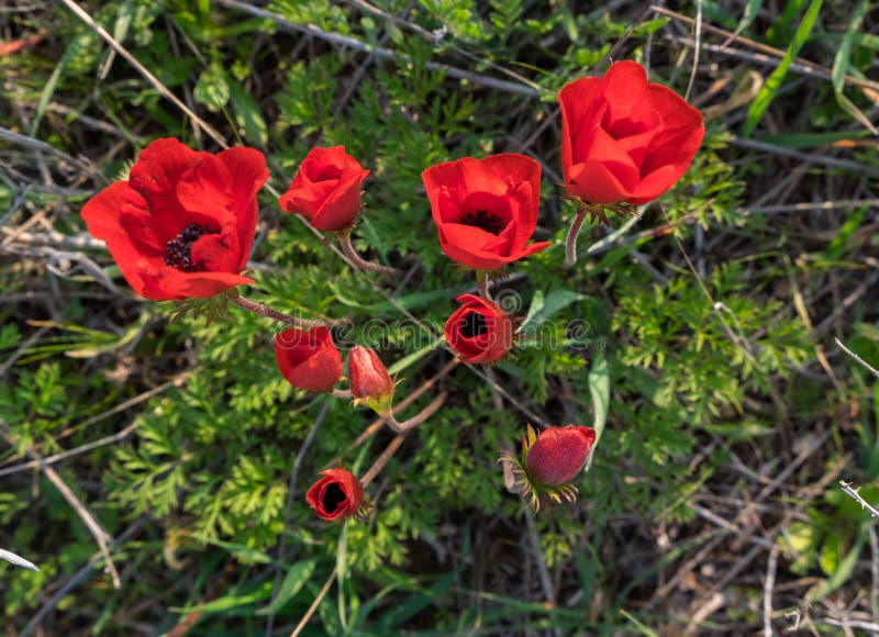 Blossoming of Red Anemone Flowers Stock Photo - Image of countryside ...