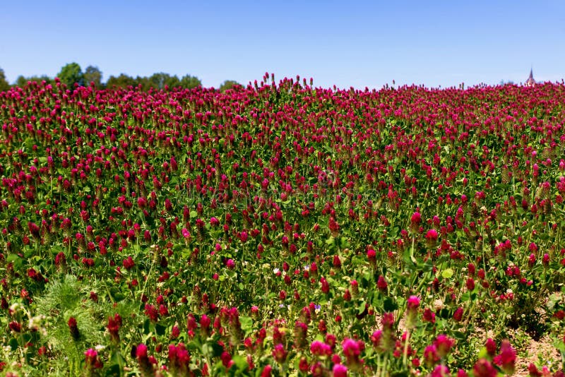 Blossoming Red Clover Field. Stock Photo - Image of background ...